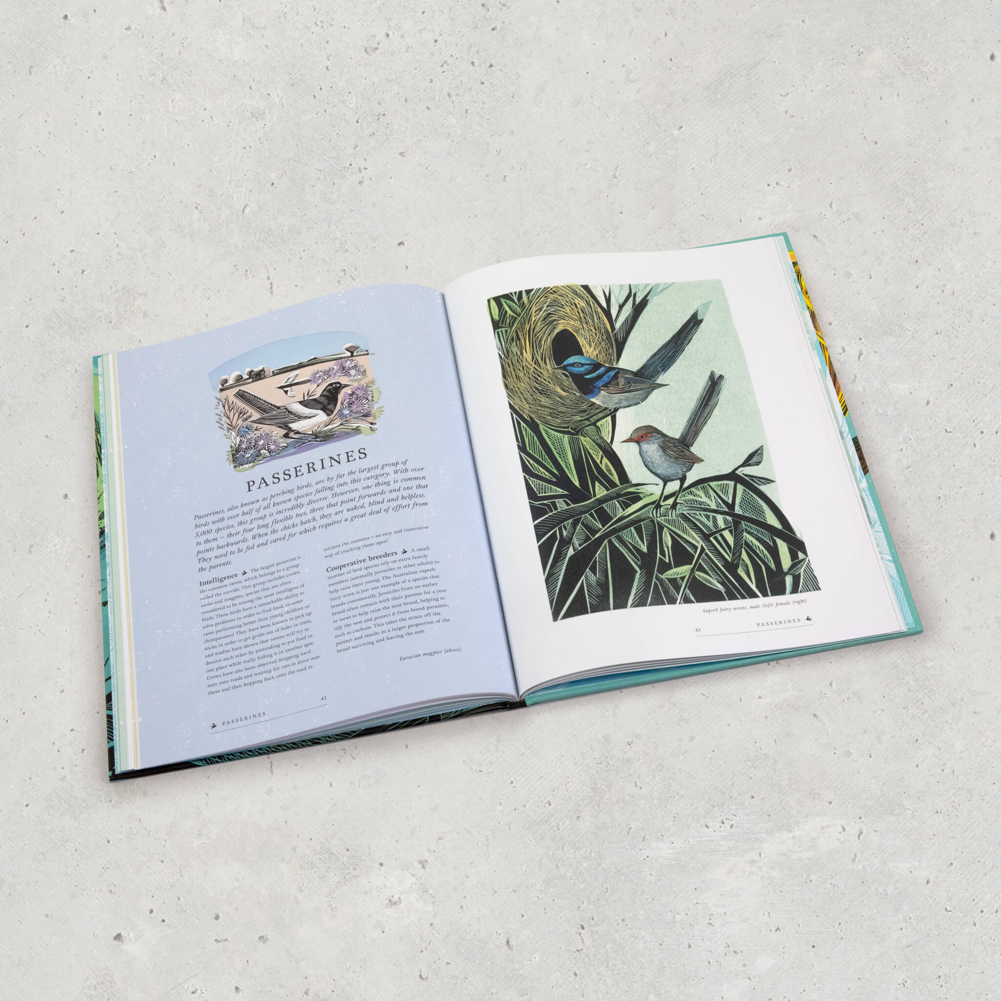RSPB Birds Book | Angela Harding | Miranda Krestovnikoff